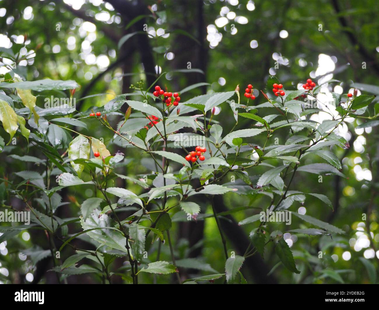Glabrous Sarcandra Herb (Sarcandra glabra Stock Photo - Alamy
