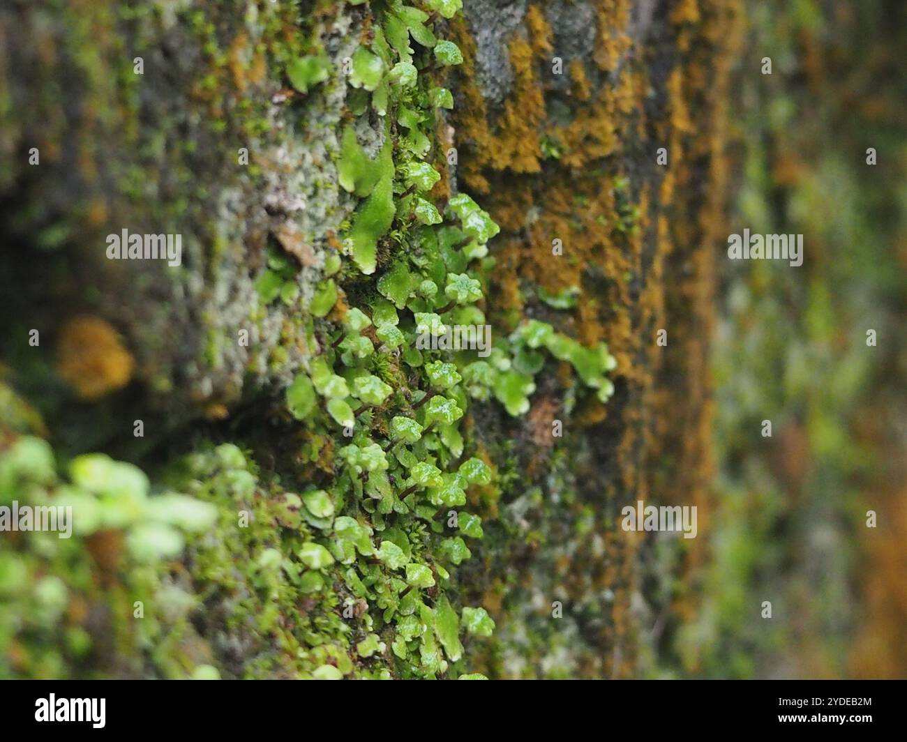 Hemisphaeric Liverwort (Reboulia hemisphaerica Stock Photo - Alamy