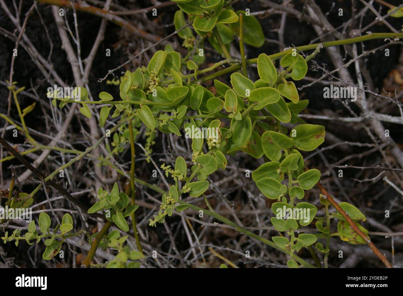 salt bush (Cryptocarpus pyriformis Stock Photo - Alamy