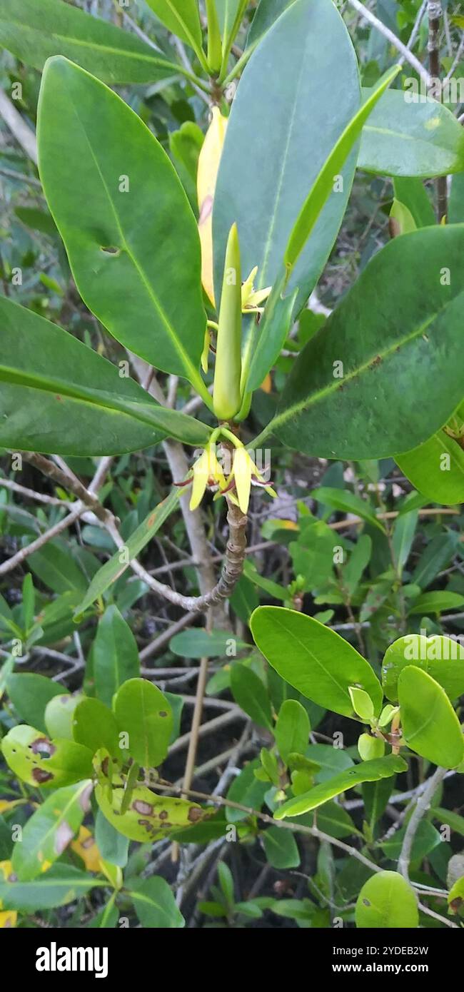 red mangrove (Rhizophora mangle Stock Photo - Alamy