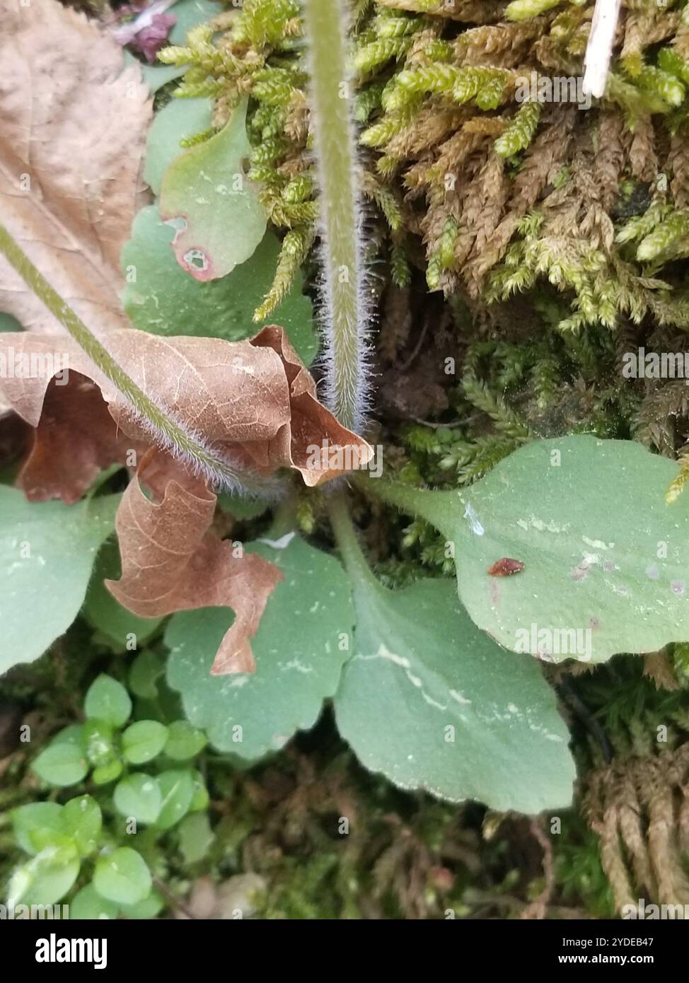 Micranthes virginiensis hi-res stock photography and images - Alamy