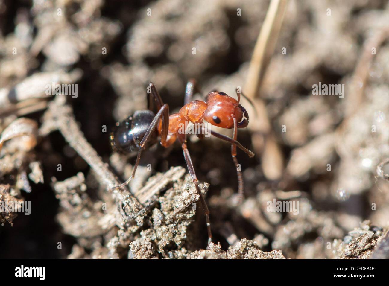 Allegheny Mound Ant (Formica exsectoides Stock Photo - Alamy