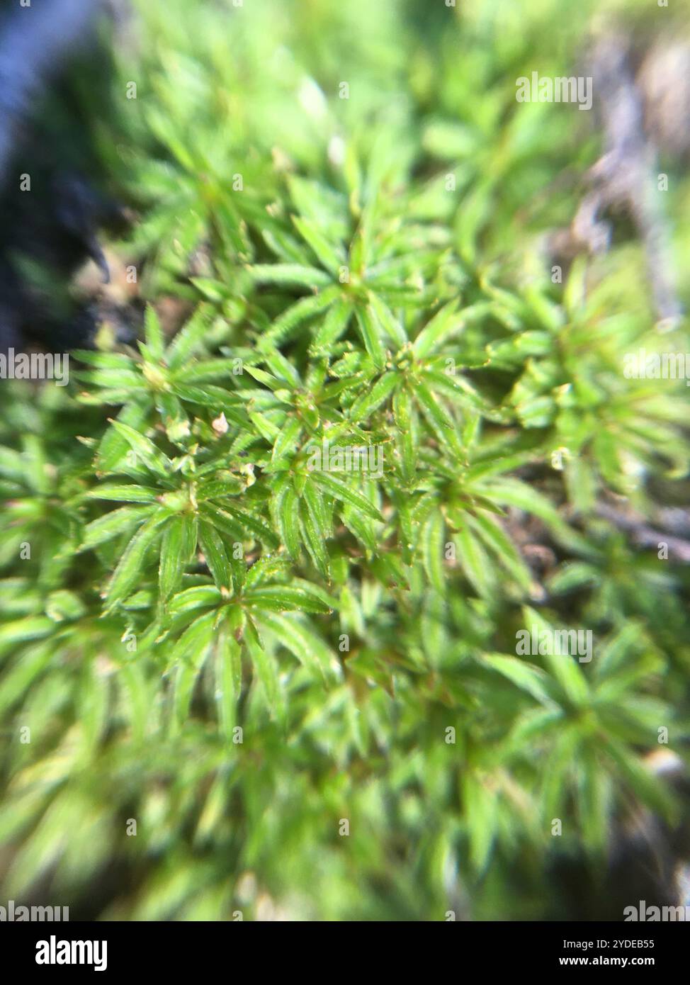 lesser smoothcap (Atrichum angustatum Stock Photo - Alamy