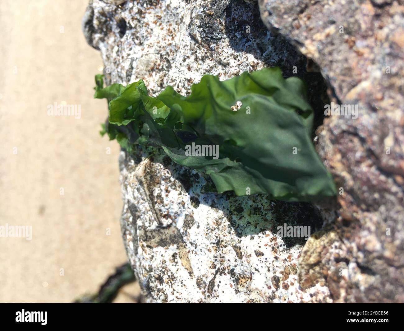 Broadleaf Sea Lettuce (Ulva lactuca Stock Photo - Alamy