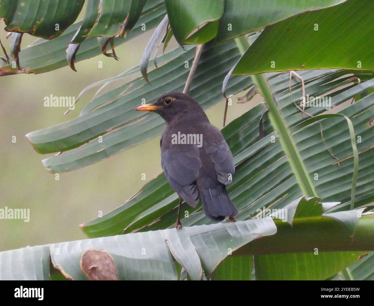 Chinese Blackbird (Turdus mandarinus Stock Photo - Alamy