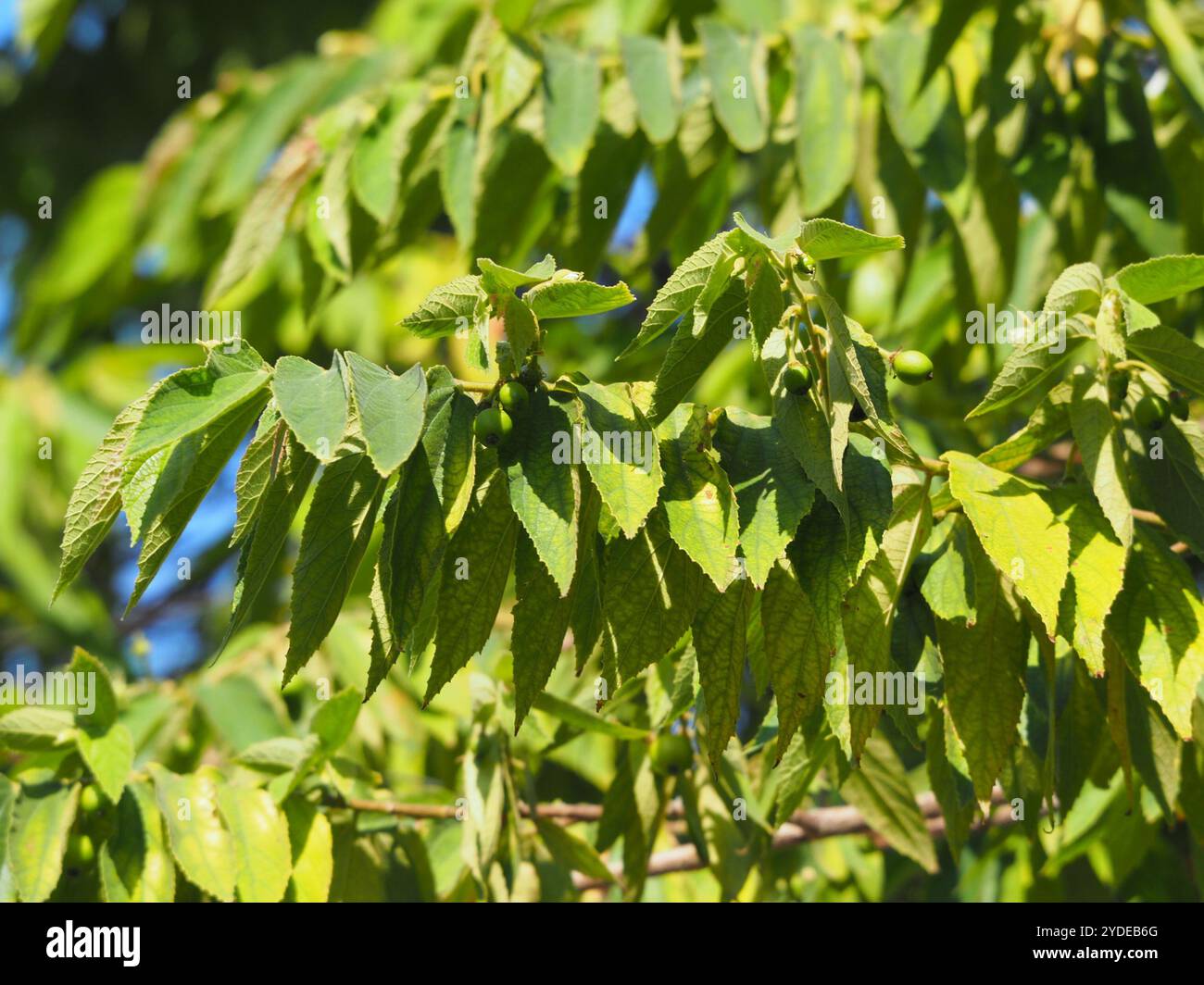 Calabur tree hi-res stock photography and images - Alamy