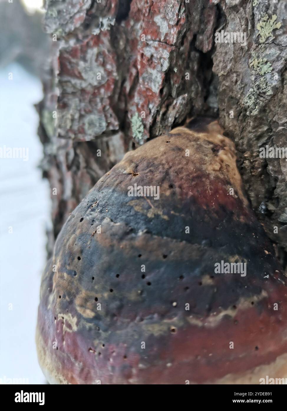 Red-banded Polypore (Fomitopsis pinicola Stock Photo - Alamy