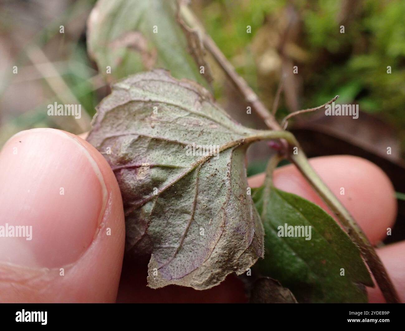 yerba buena (Clinopodium douglasii Stock Photo - Alamy