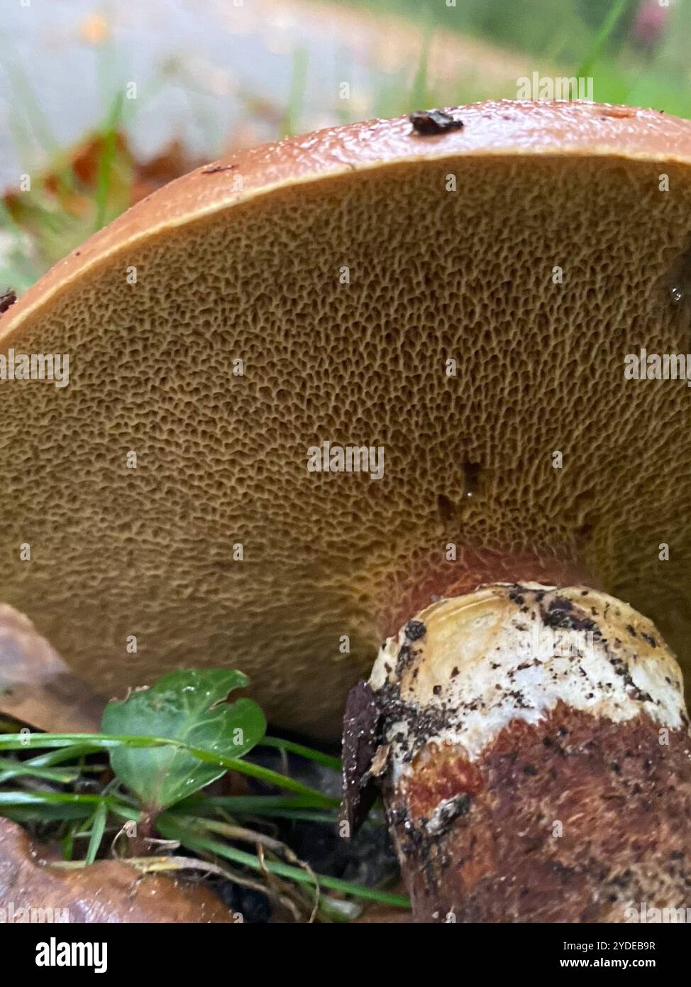 Larch Bolete (Suillus grevillei Stock Photo - Alamy