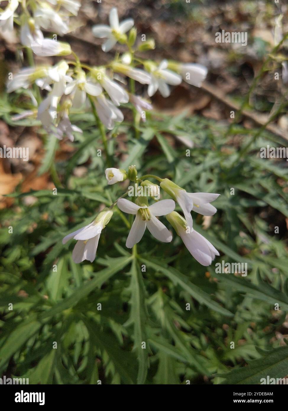 cut-leaved toothwort (Cardamine concatenata Stock Photo - Alamy