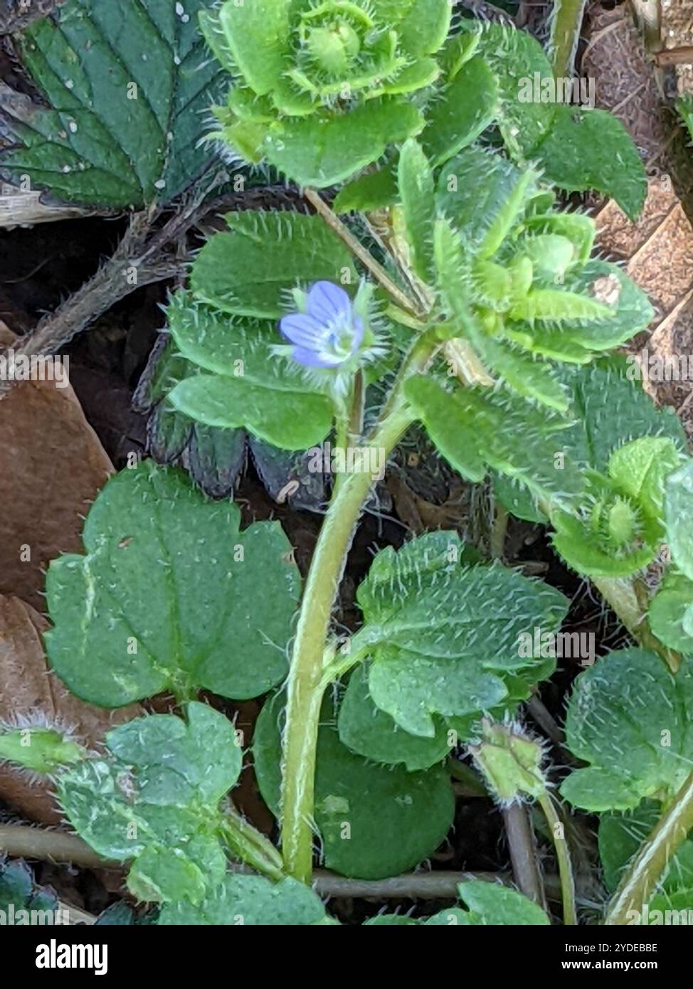 Ivy-leaved Speedwell (Veronica hederifolia Stock Photo - Alamy
