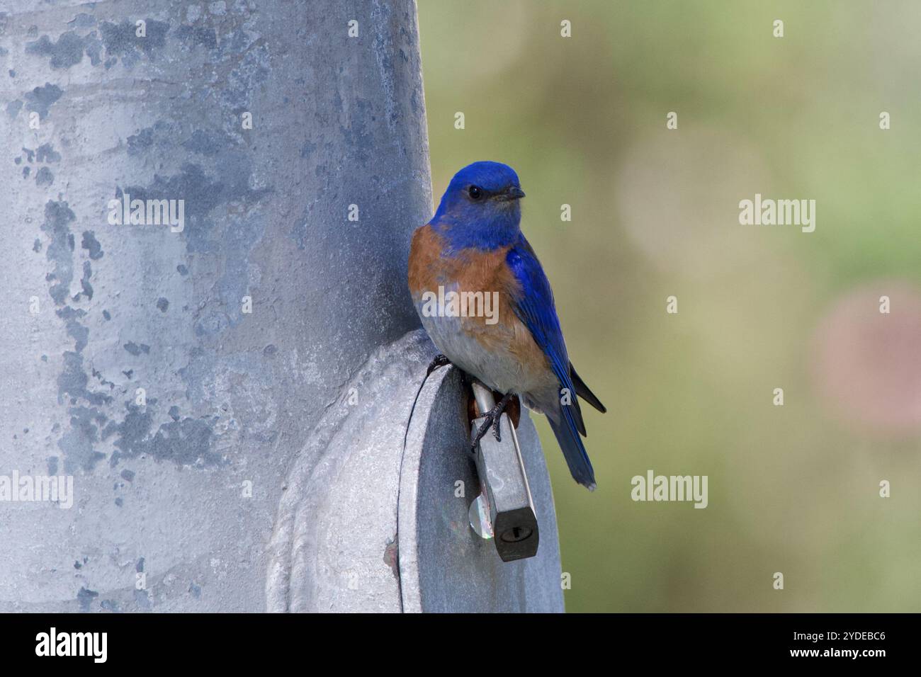 Western Bluebird (Sialia mexicana Stock Photo - Alamy