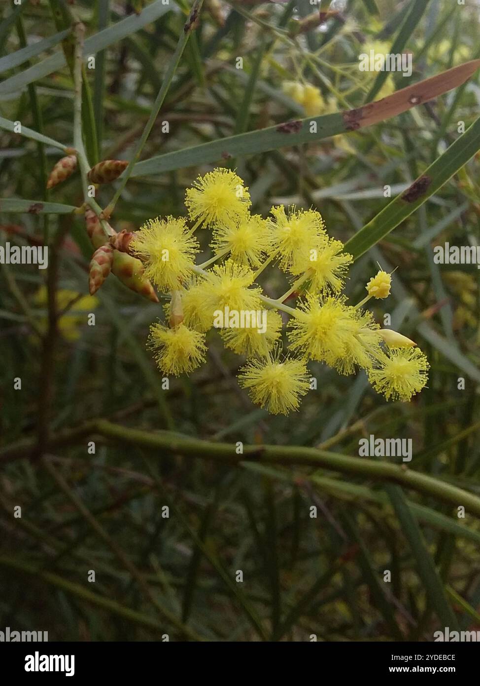 Flinders Range Wattle (Acacia iteaphylla Stock Photo - Alamy