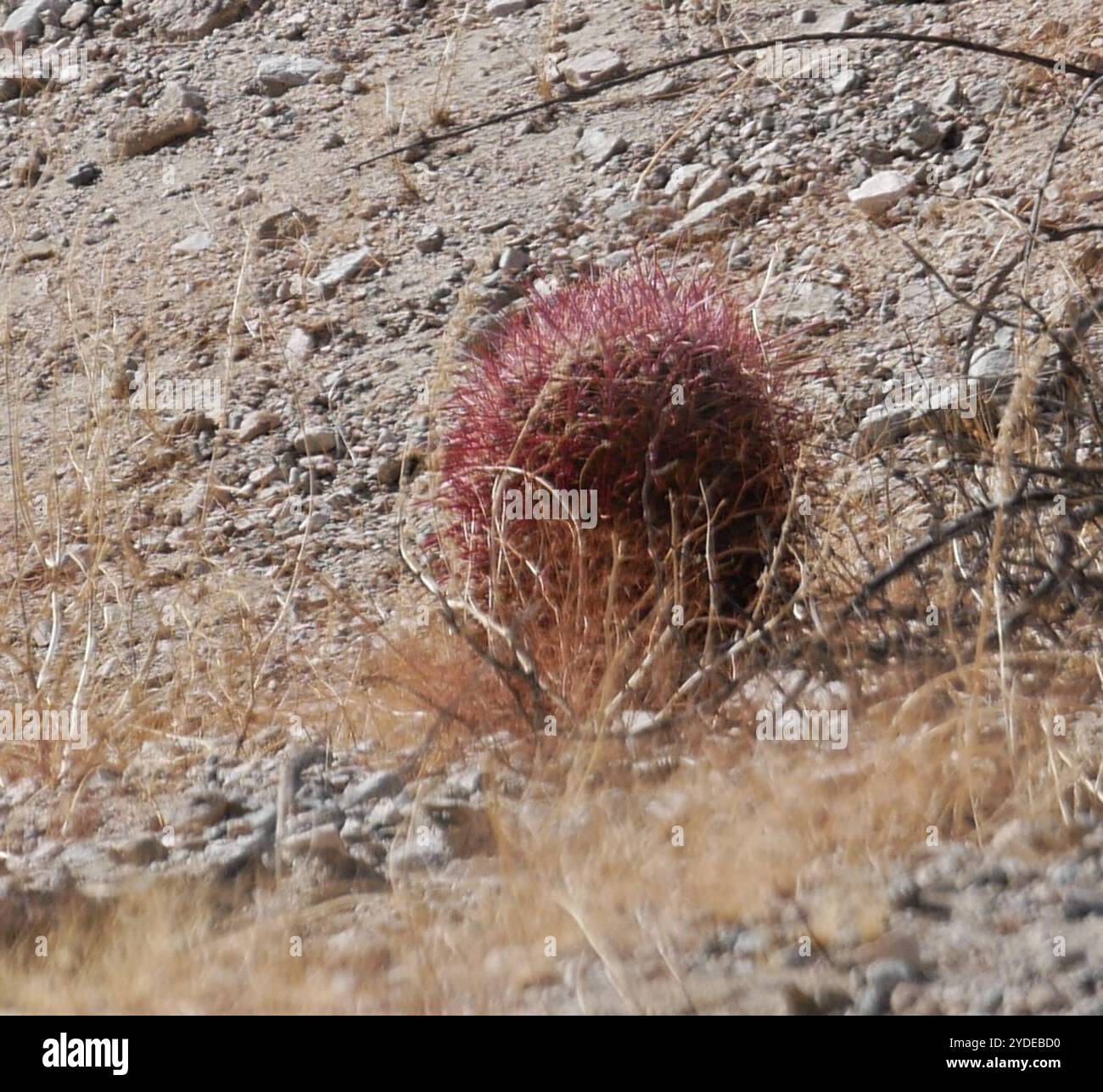 California Barrel Cactus (Ferocactus cylindraceus Stock Photo - Alamy