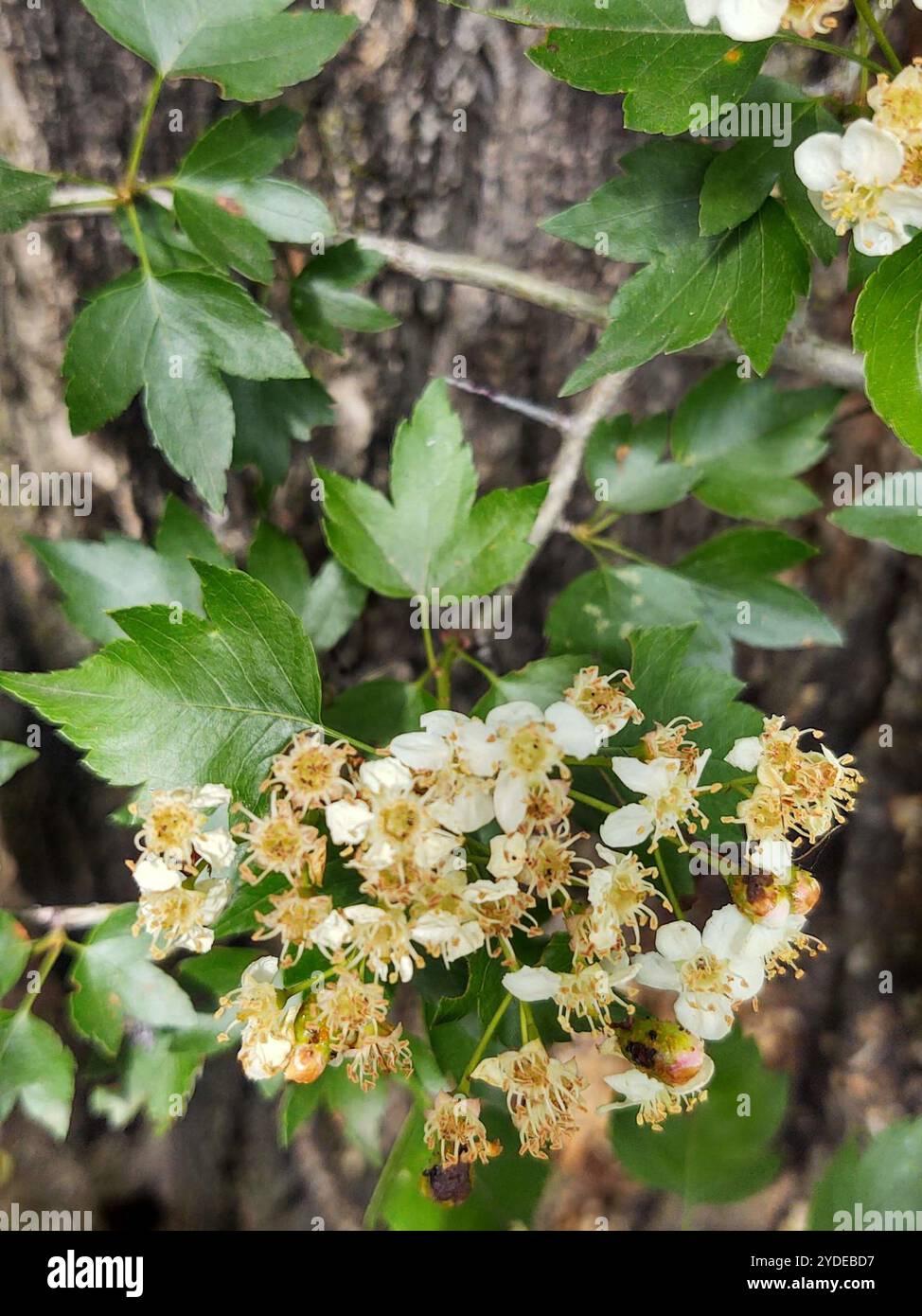 Washington hawthorn (Crataegus phaenopyrum Stock Photo - Alamy