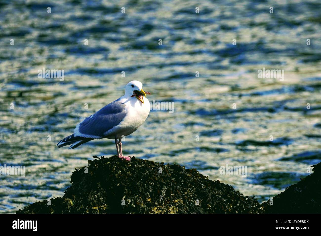 Olympic Gull (Larus glaucescens × occidentalis Stock Photo - Alamy