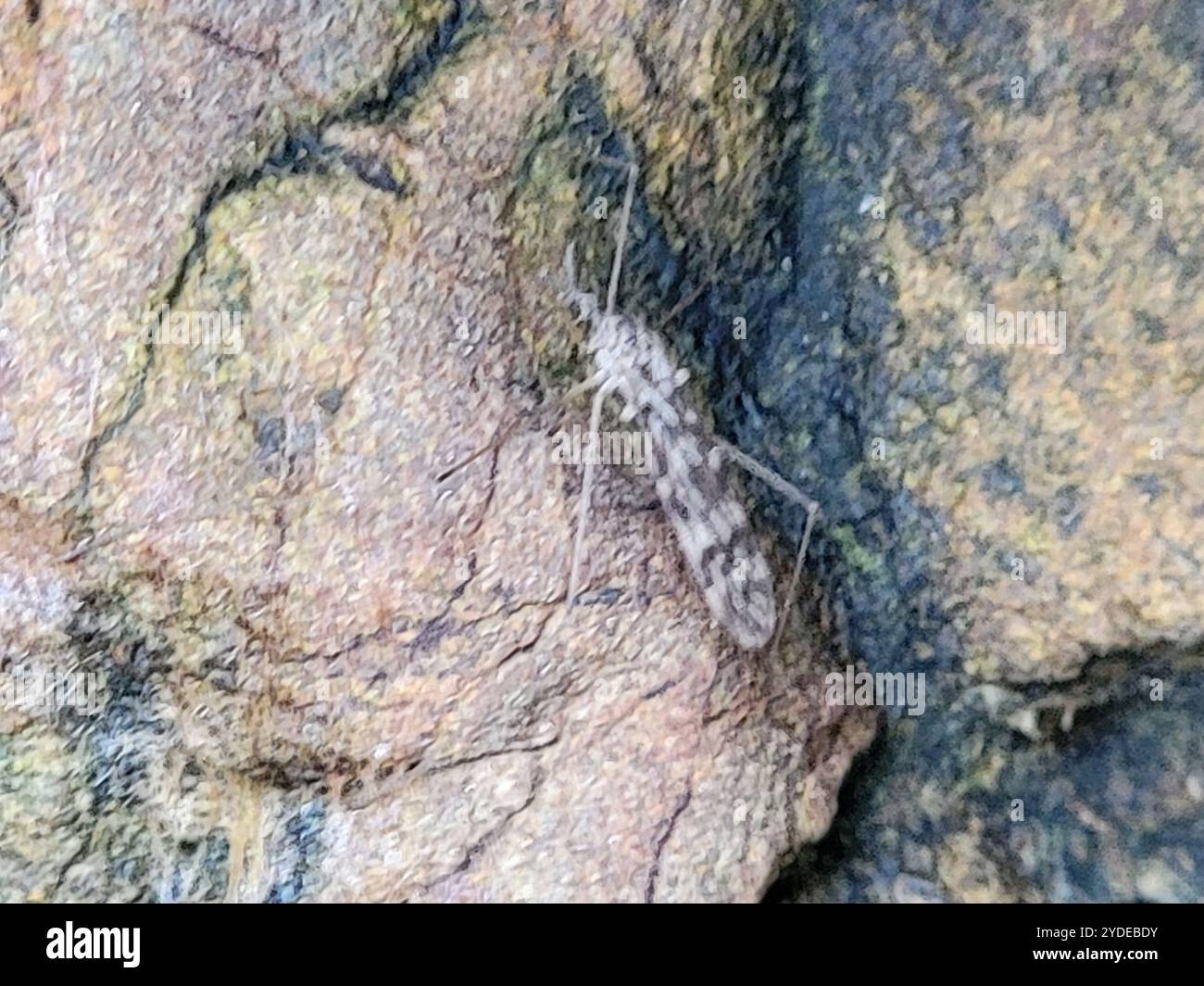 Typical Crane Flies (Tipuloidea Stock Photo - Alamy