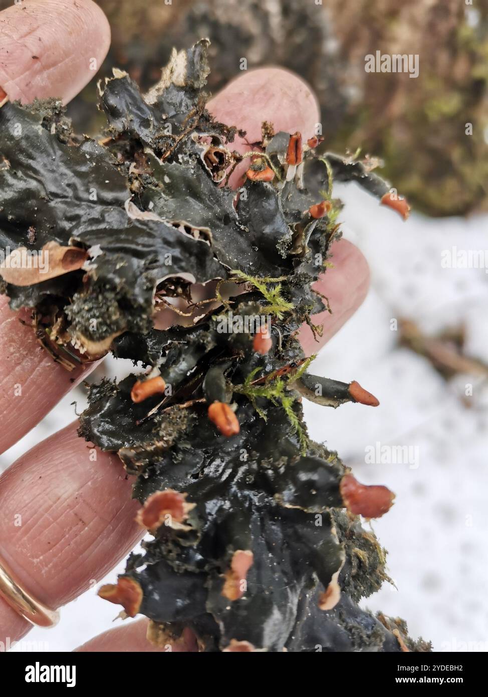 scaly pelt lichen (Peltigera praetextata Stock Photo - Alamy
