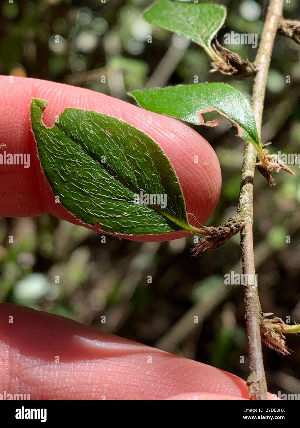Himalayan cotoneaster (Cotoneaster simonsii Stock Photo - Alamy
