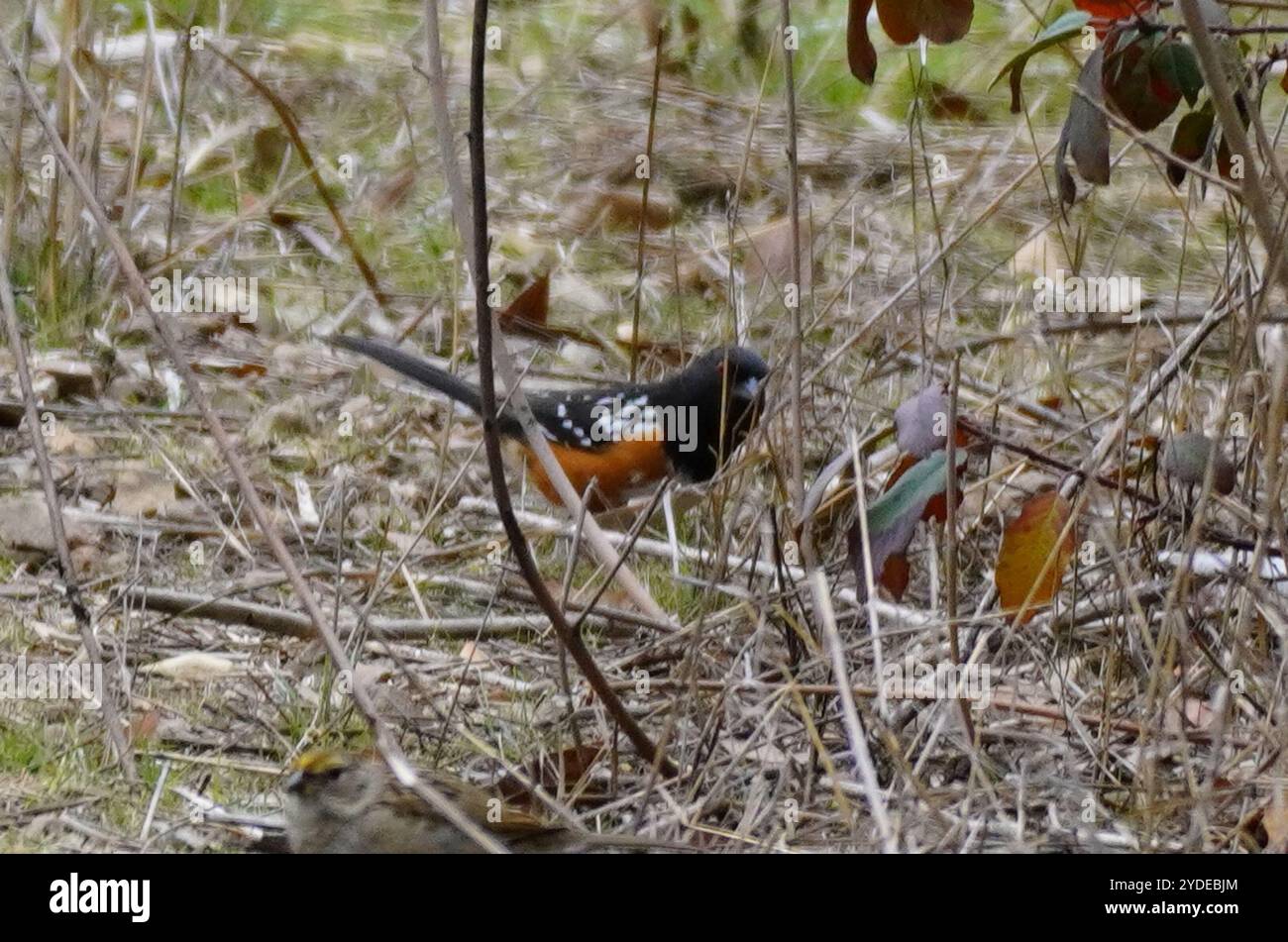 Spotted Towhee (Pipilo maculatus Stock Photo - Alamy
