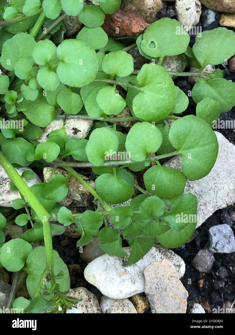 hairy bittercress (Cardamine hirsuta Stock Photo - Alamy