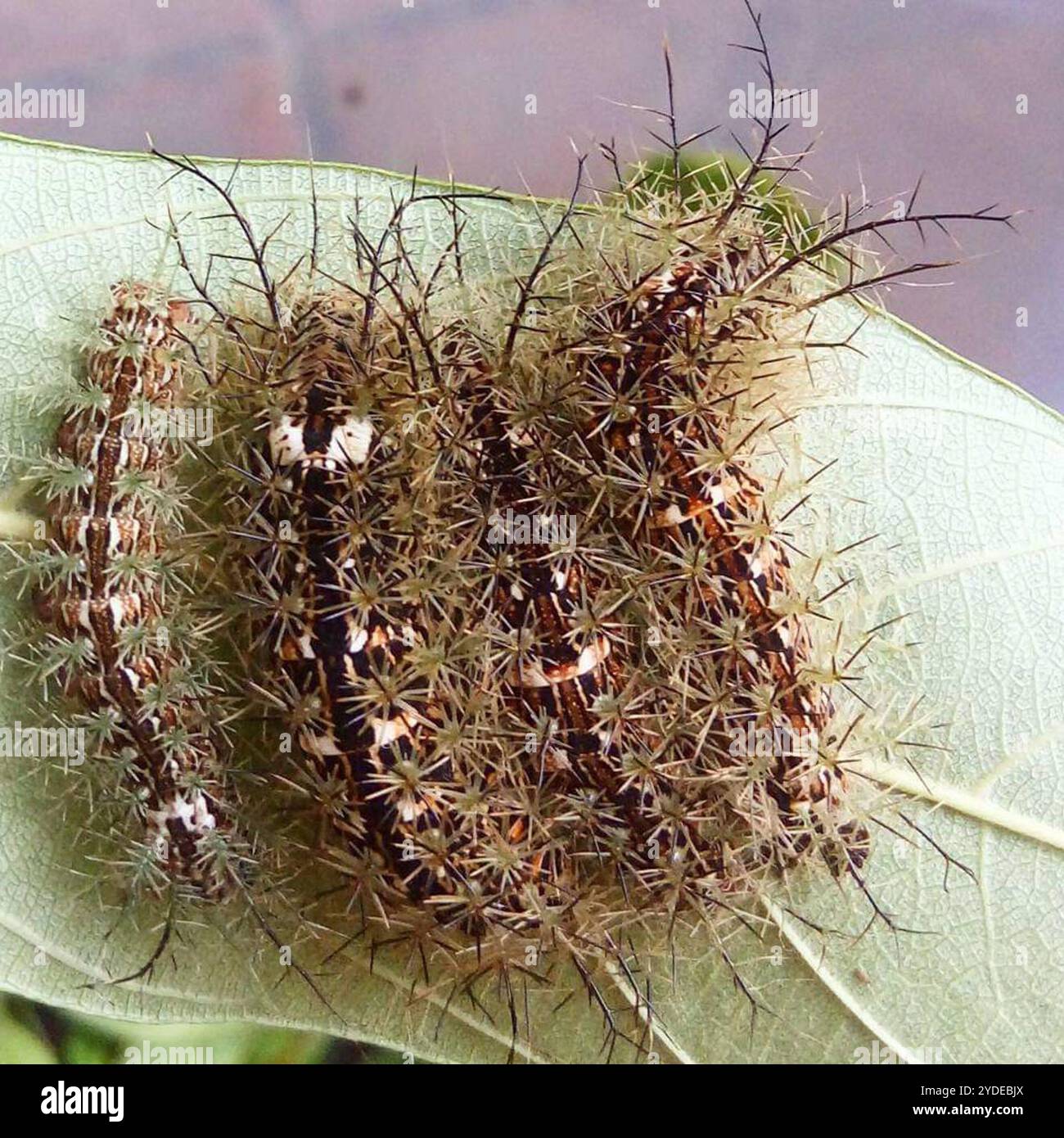 Lonomia obliqua hi-res stock photography and images - Alamy