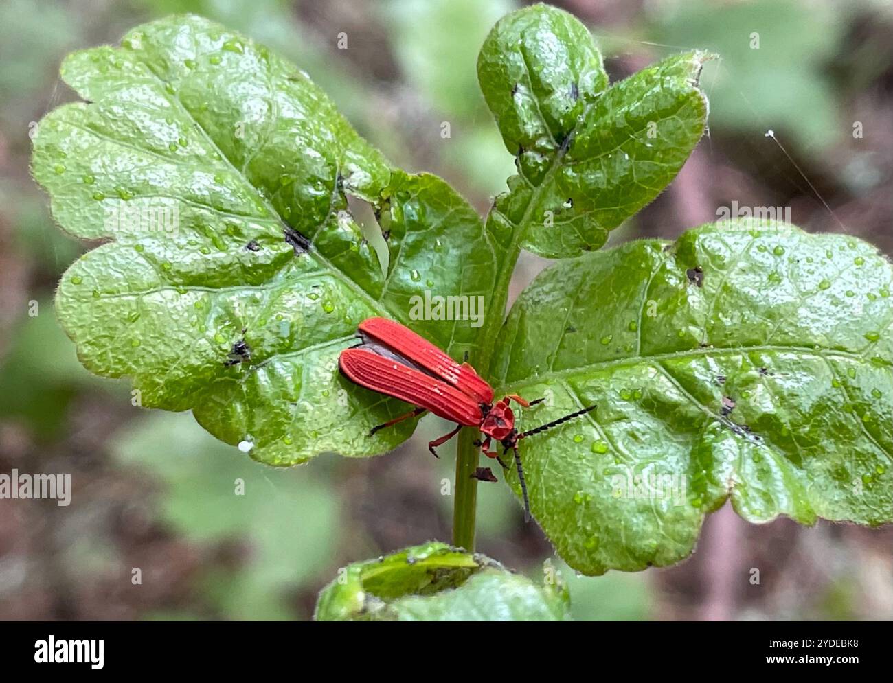 Red Net-winged Beetle (Dictyoptera simplicipes Stock Photo - Alamy