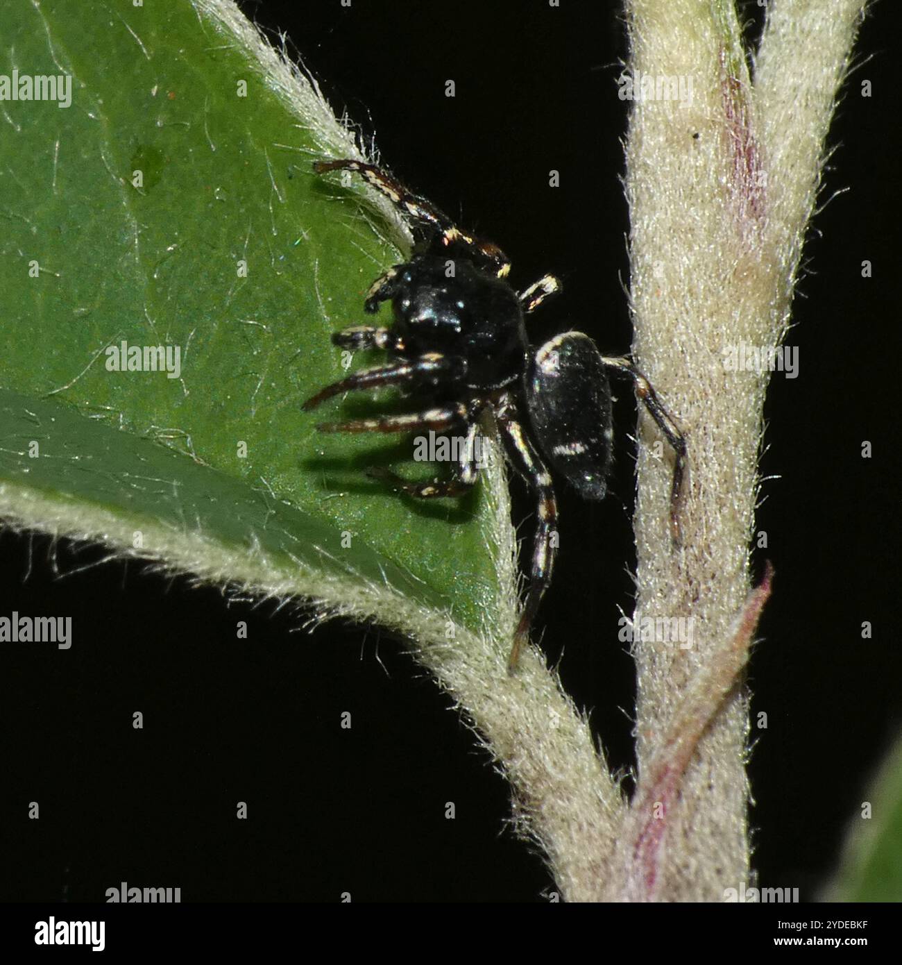 Jumping Spiders (Salticidae Stock Photo - Alamy