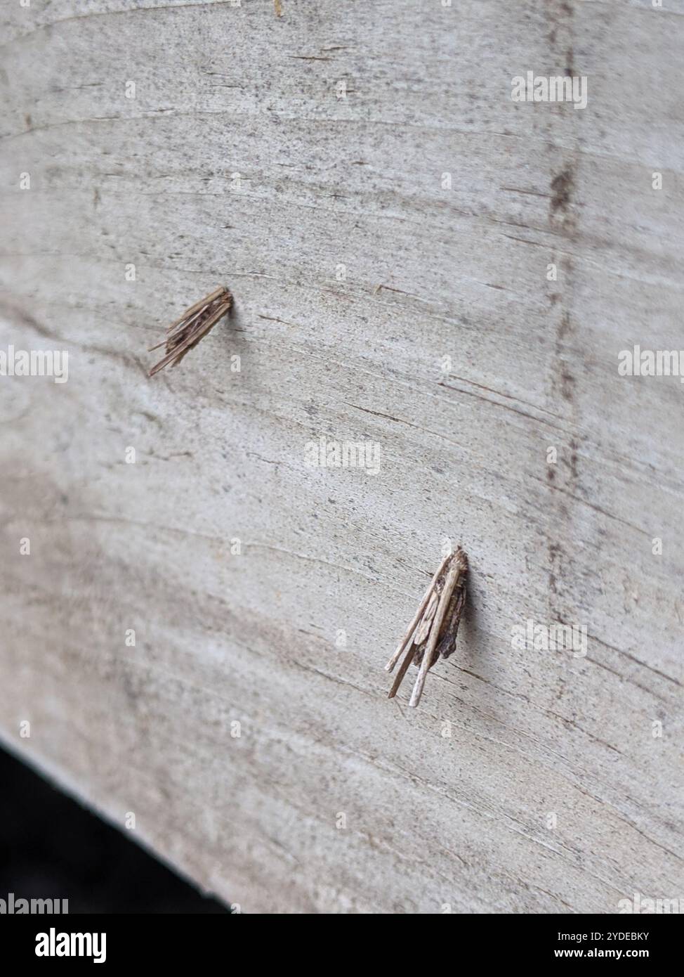 Common Bagworm Moth (Psyche casta Stock Photo - Alamy