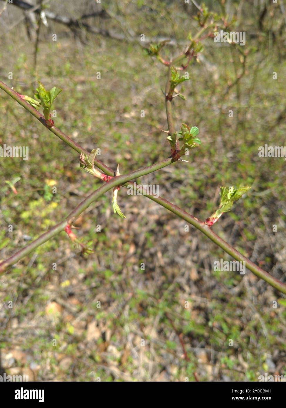 multiflora rose (Rosa multiflora Stock Photo - Alamy