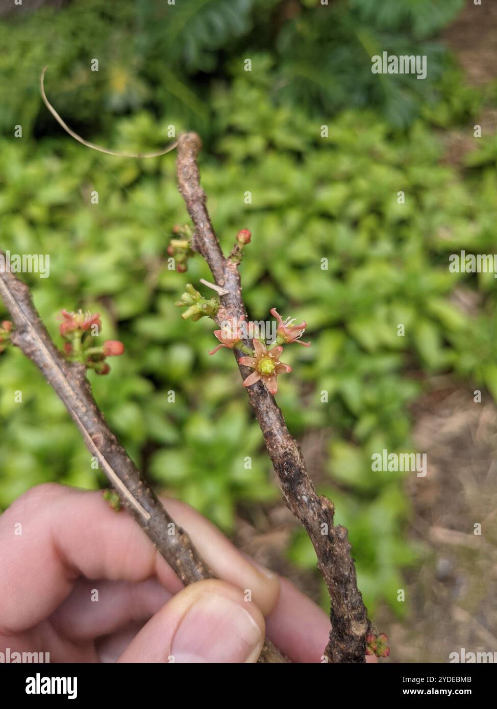 red mombin (Spondias purpurea Stock Photo - Alamy