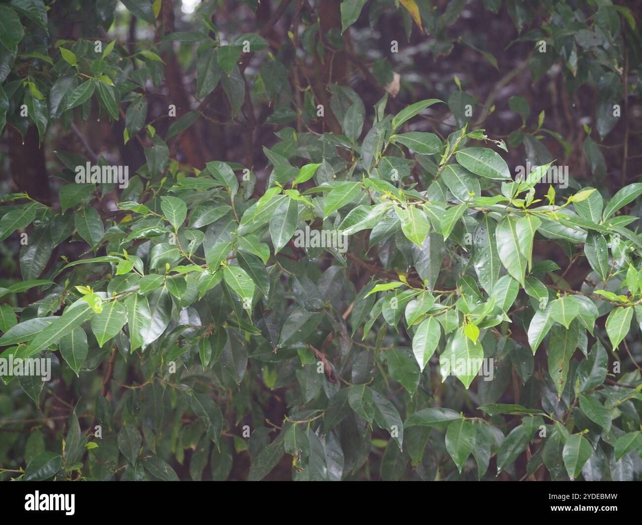 Ampelos hi-res stock photography and images - Alamy