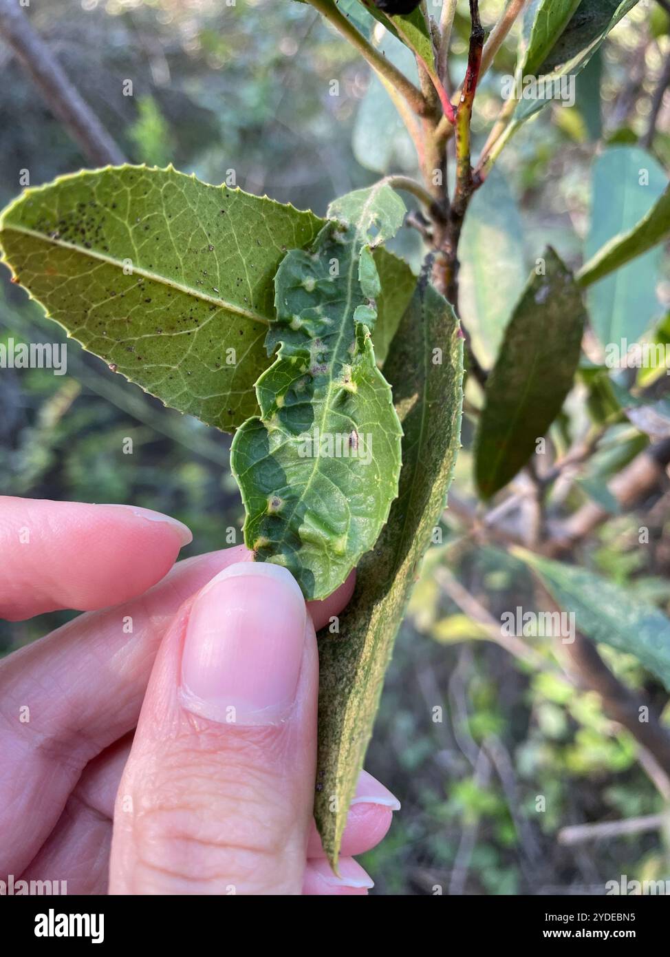 toyon gall thrips (Liothrips ilex Stock Photo - Alamy