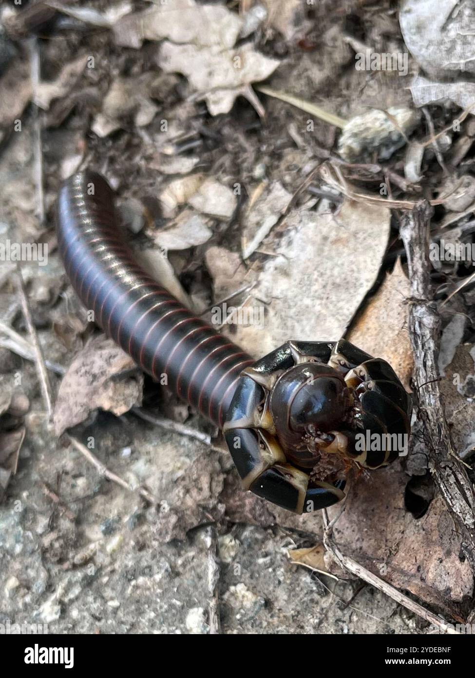 Glowworm Beetles (Phengodidae Stock Photo - Alamy