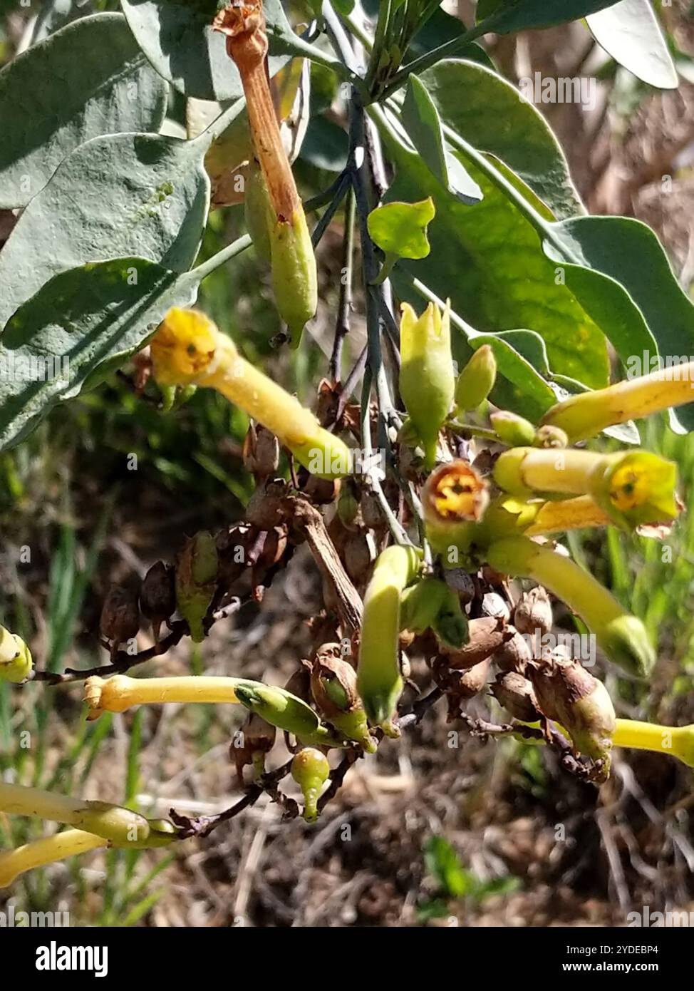 tree tobacco (Nicotiana glauca Stock Photo - Alamy