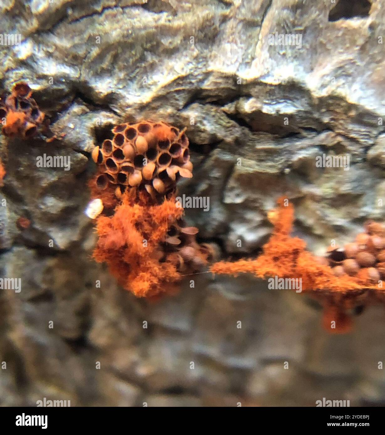 Wasp's Nest Slime Mold (Metatrichia vesparia Stock Photo - Alamy