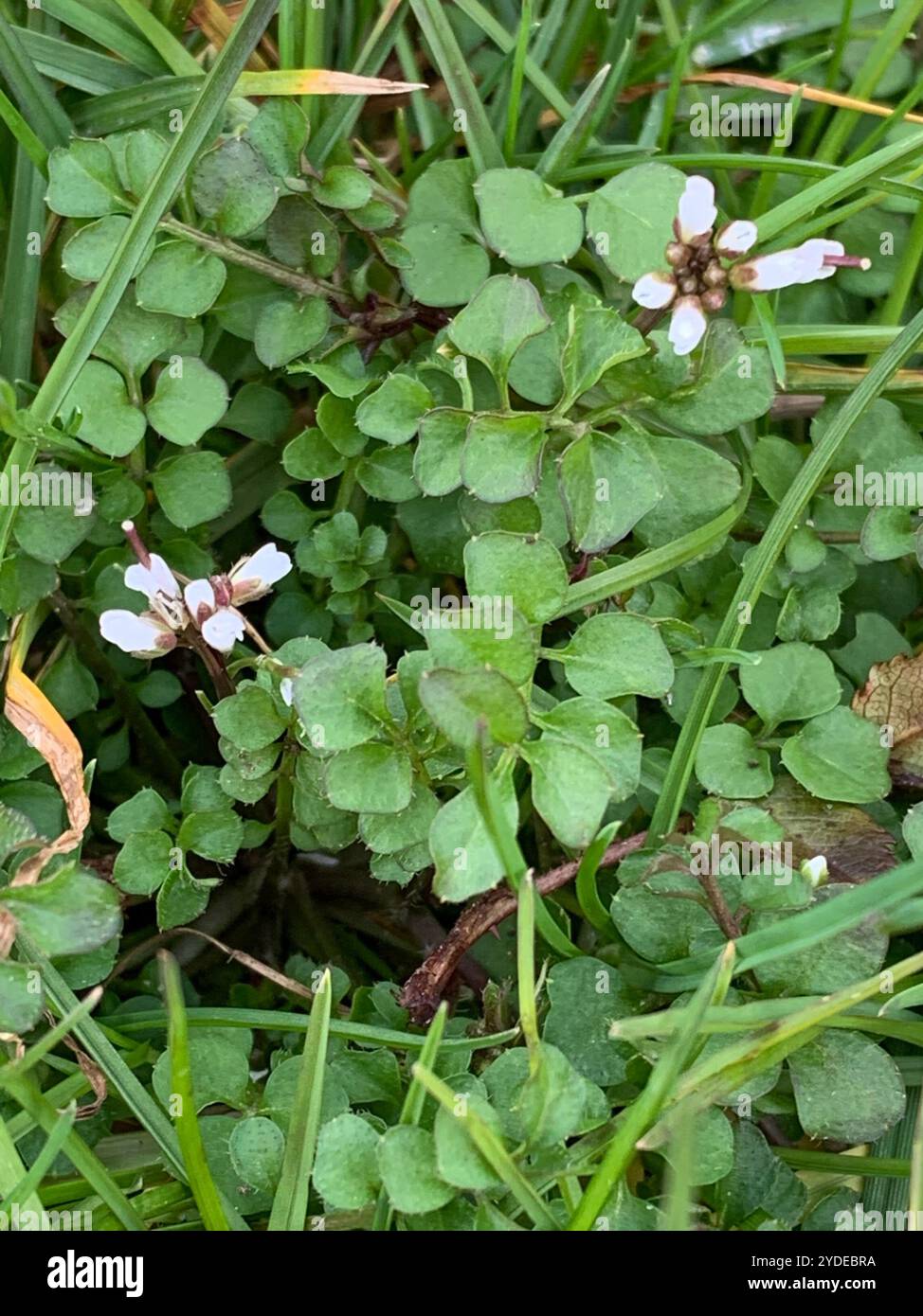hairy bittercress (Cardamine hirsuta Stock Photo - Alamy