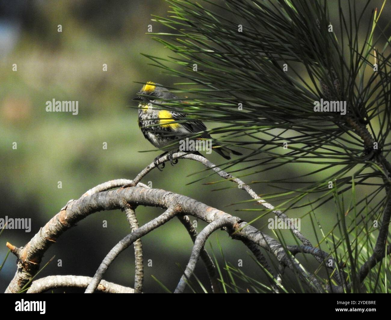 Audubon's Warbler (Setophaga coronata auduboni Stock Photo - Alamy