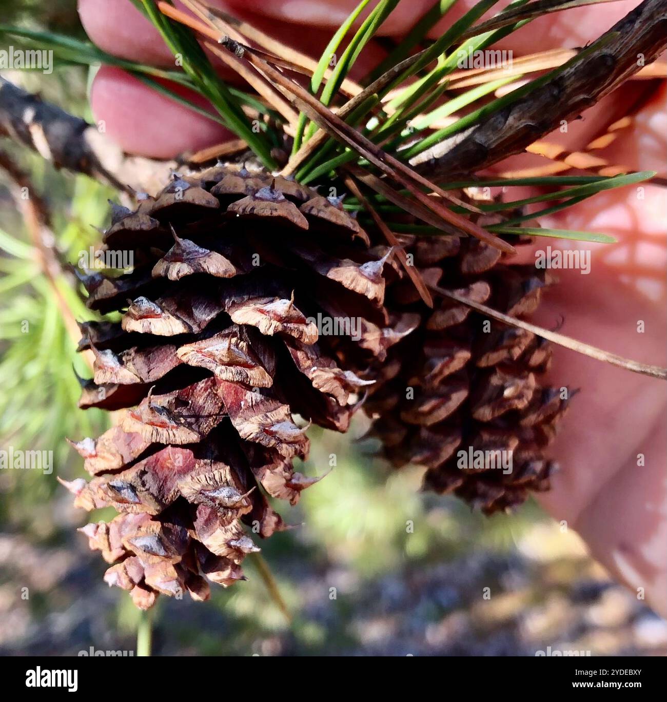 Virginia pine (Pinus virginiana Stock Photo - Alamy