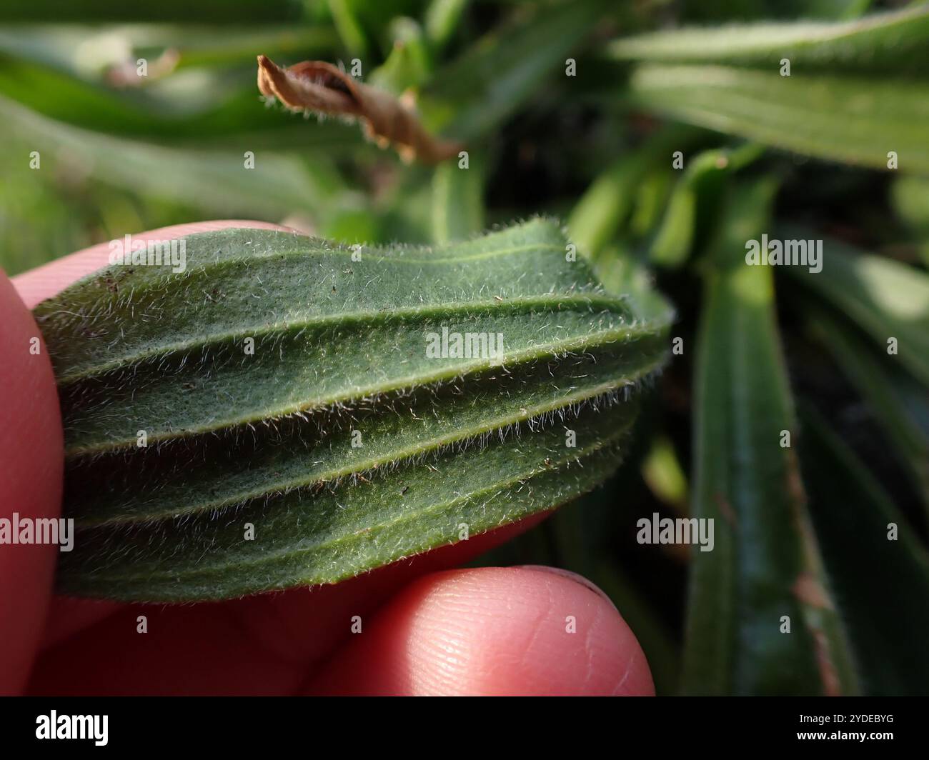 ribwort plantain (Plantago lanceolata Stock Photo - Alamy