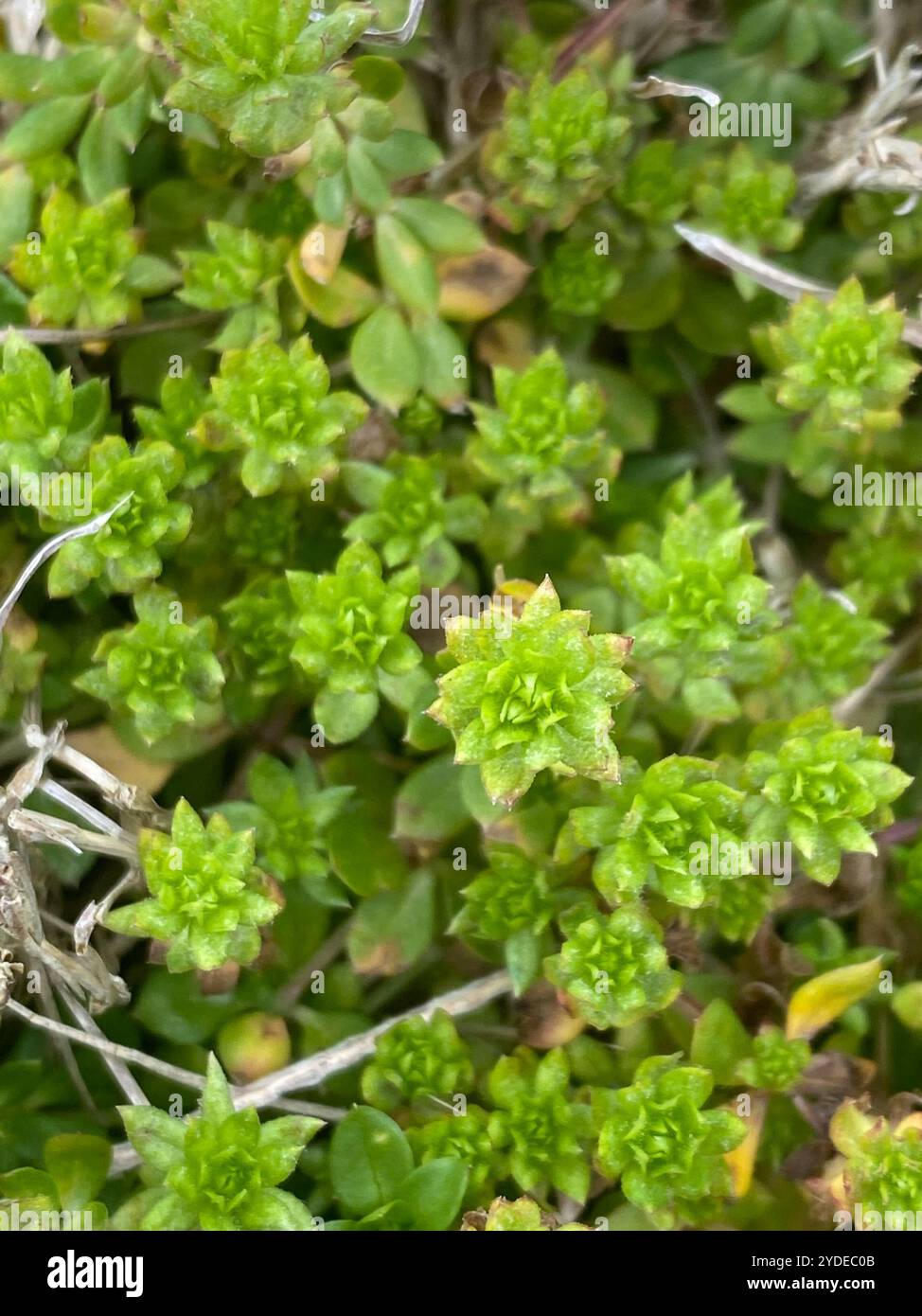 Field madder (Sherardia arvensis Stock Photo - Alamy