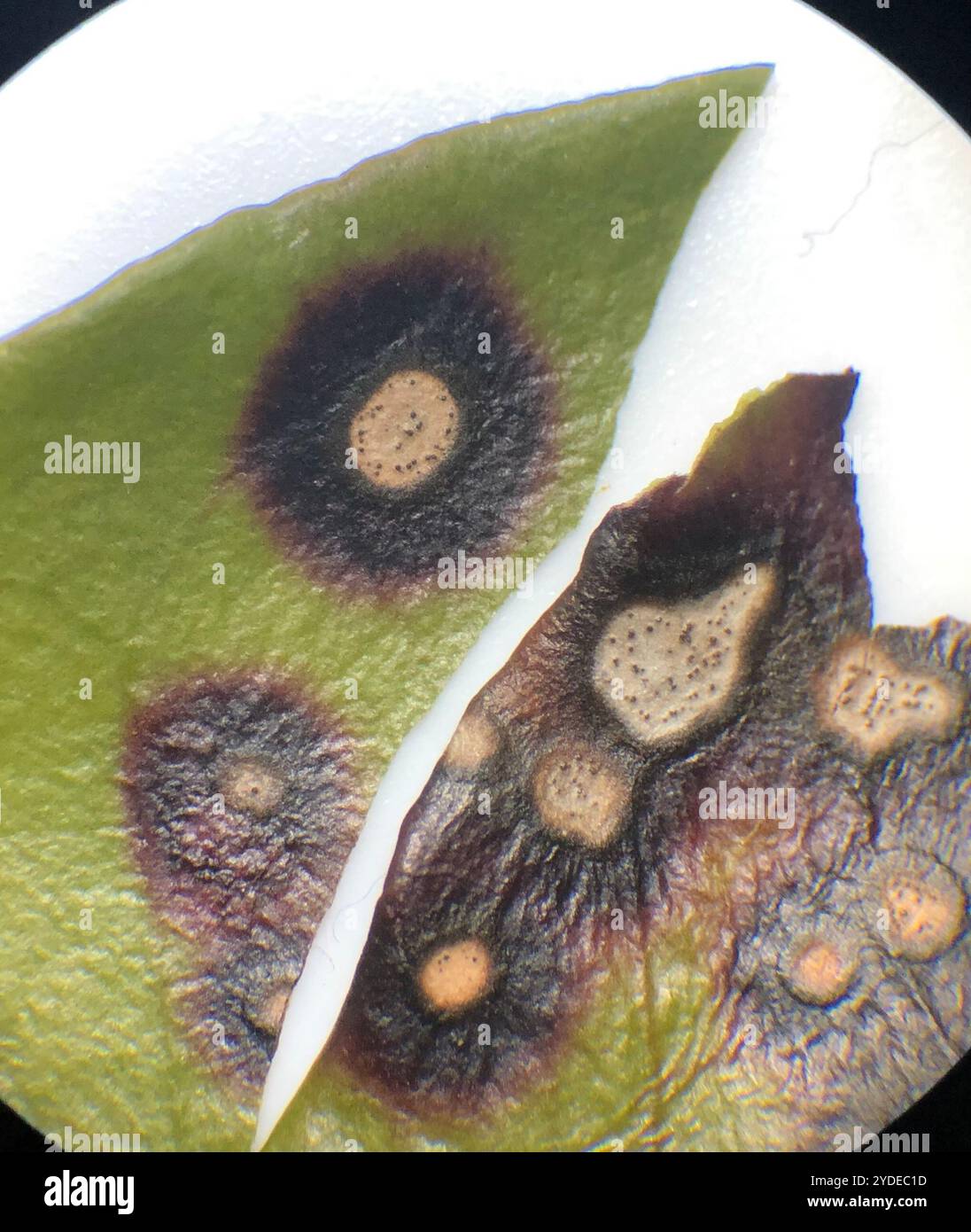Mountain Laurel Leaf Spot (Mycosphaerella colorata Stock Photo - Alamy