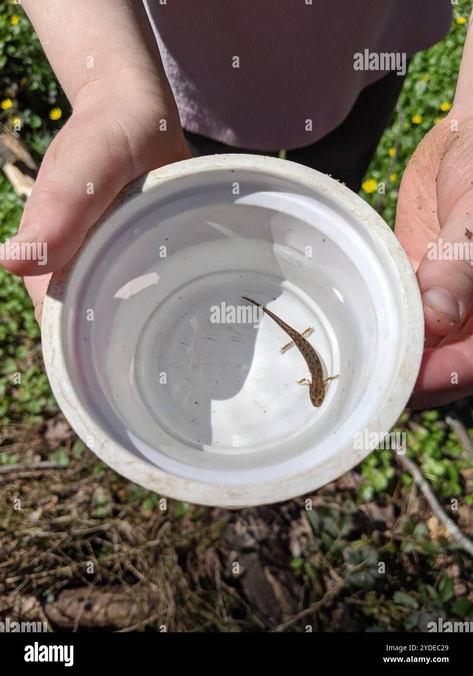 Northern Two-lined Salamander (Eurycea bislineata Stock Photo - Alamy