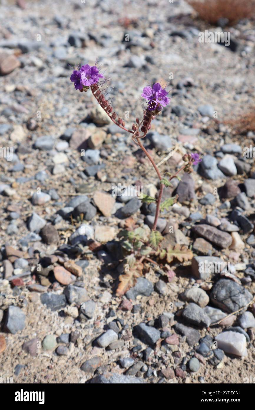Notch-leaf Scorpionweed (Phacelia crenulata Stock Photo - Alamy