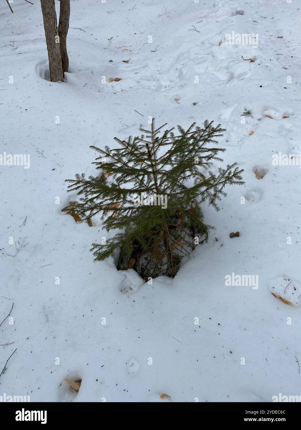 red spruce (Picea rubens Stock Photo - Alamy
