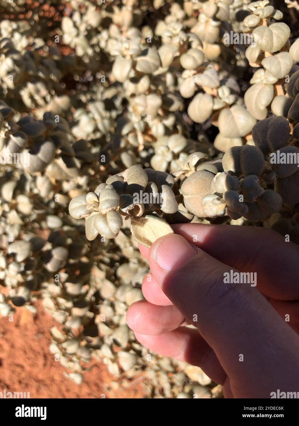Roundleaf buffaloberry (Shepherdia rotundifolia Stock Photo - Alamy