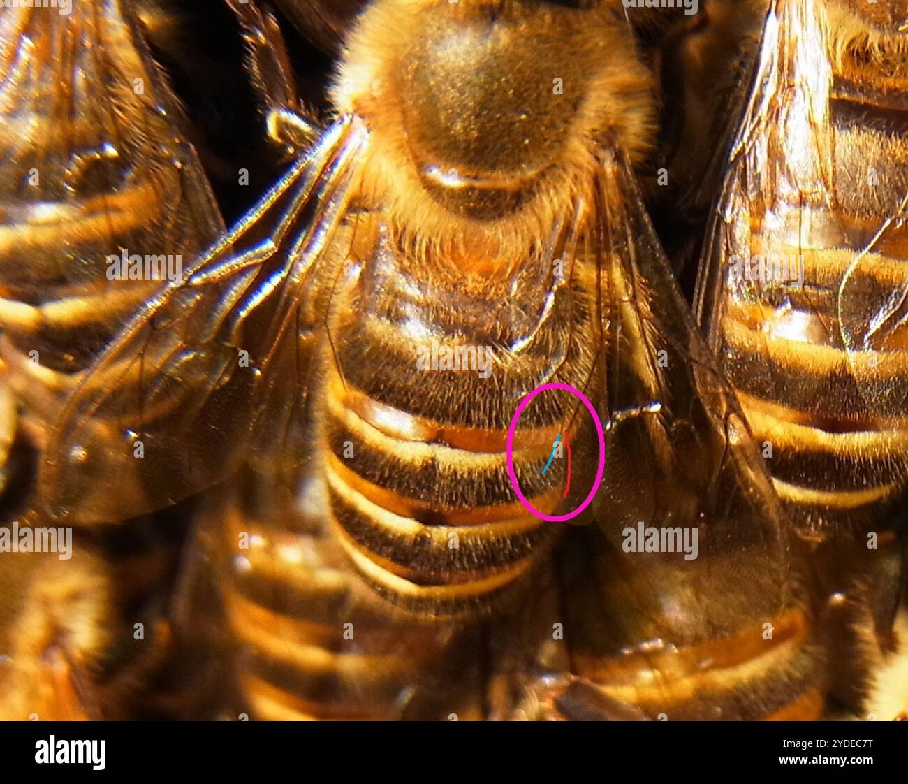 Japanese Honey Bee (Apis cerana japonica Stock Photo - Alamy