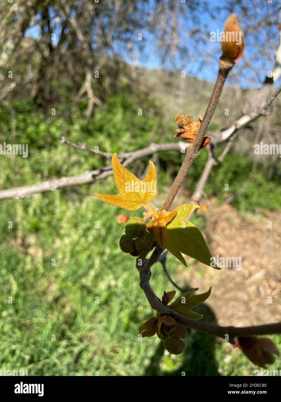 western sycamore (Platanus racemosa Stock Photo - Alamy