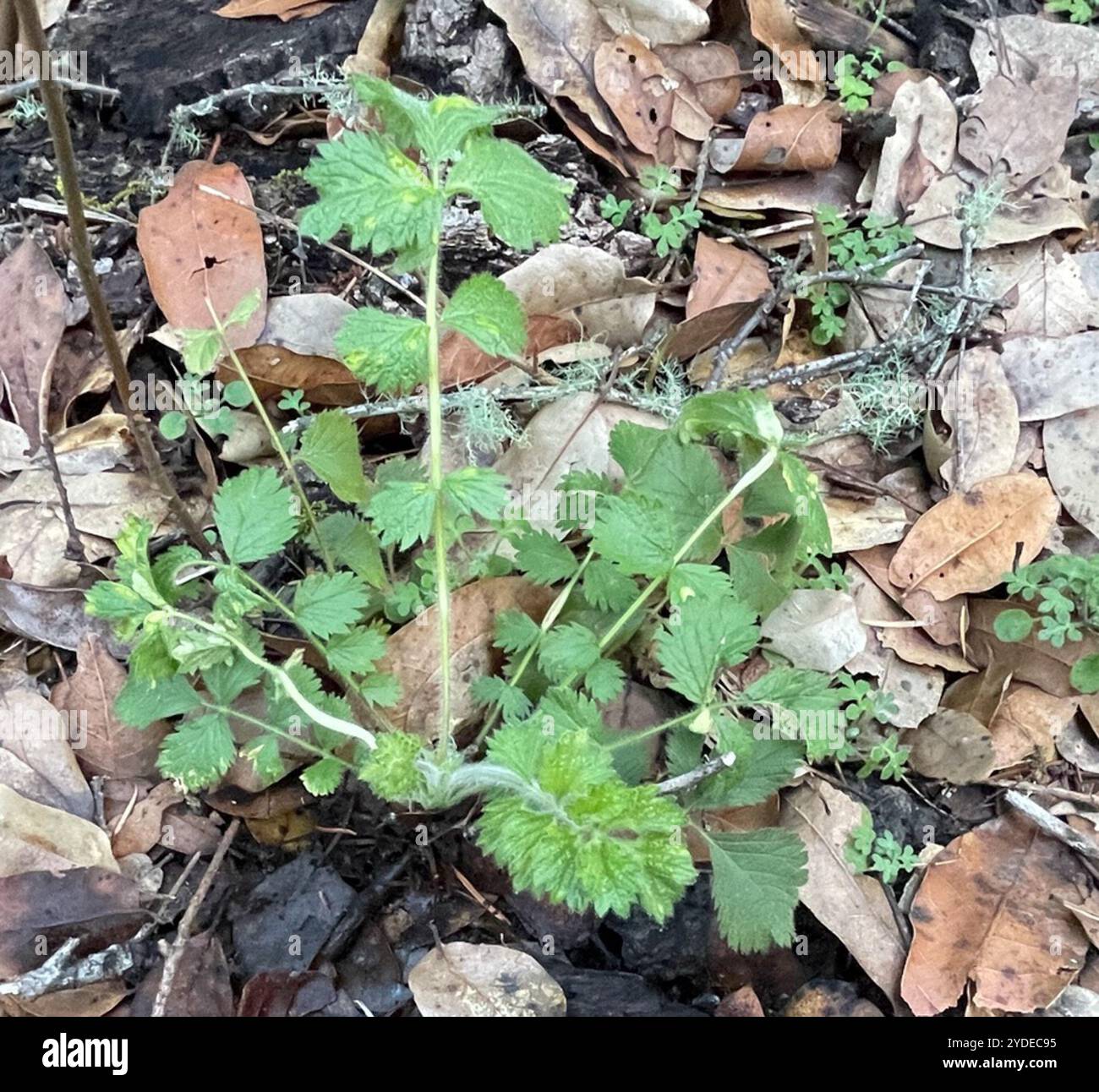 sticky cinquefoil (Drymocallis glandulosa Stock Photo - Alamy