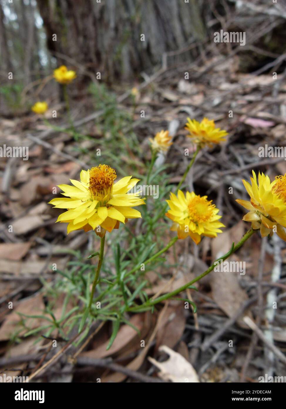sticky everlasting (Xerochrysum viscosum Stock Photo - Alamy